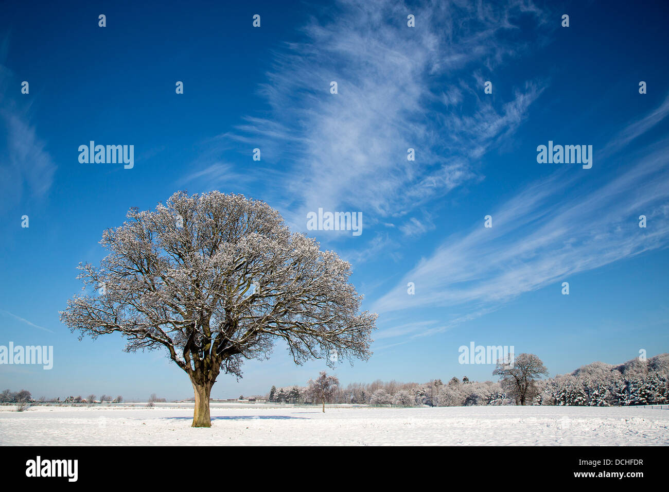 Trees and Snow, The Applegarth, Guisborough Stock Photo - Alamy