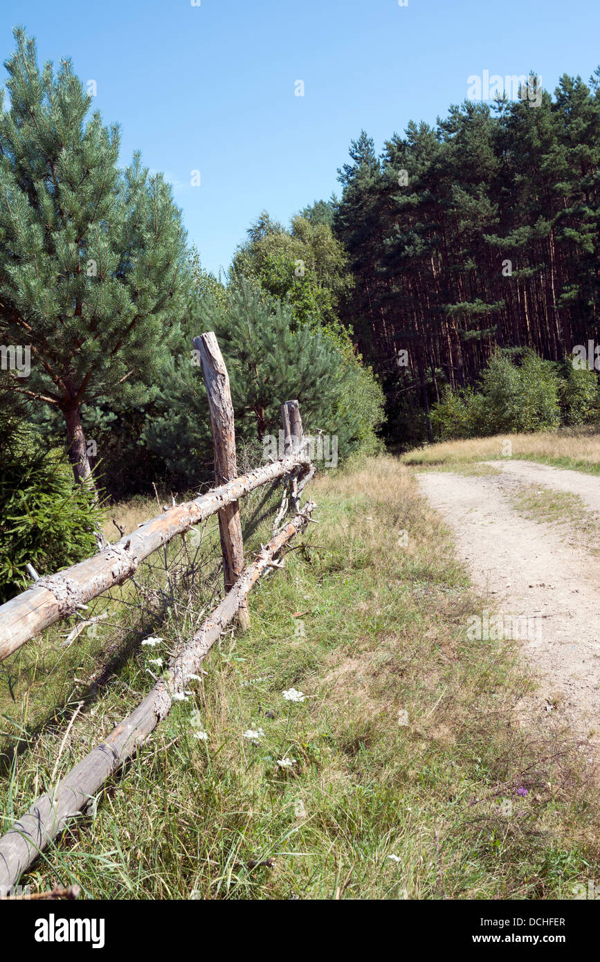 Tree lined country road in summer Stock Photo - Alamy
