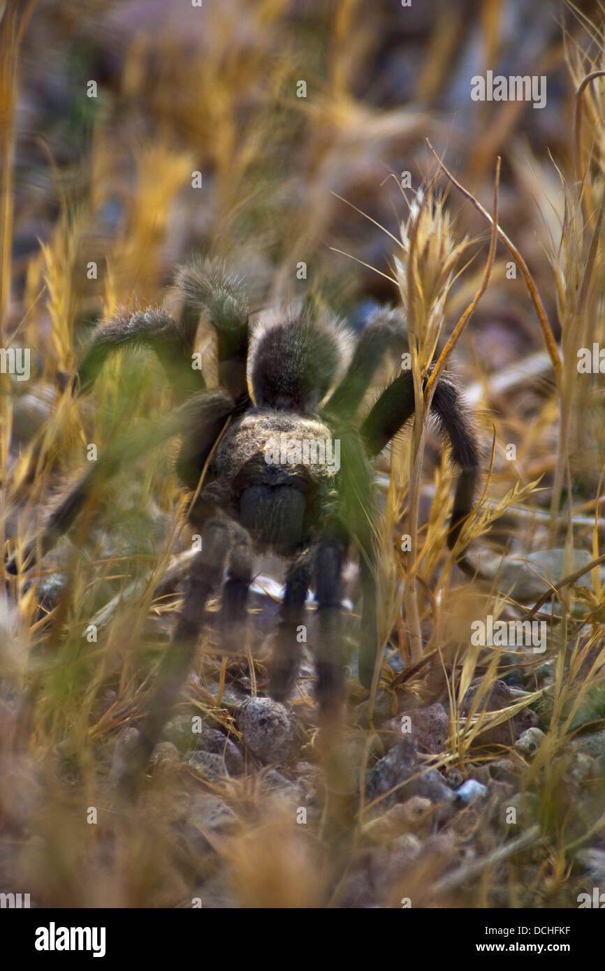 Tarantula spider, Death Valley National Park, California Stock Photo ...
