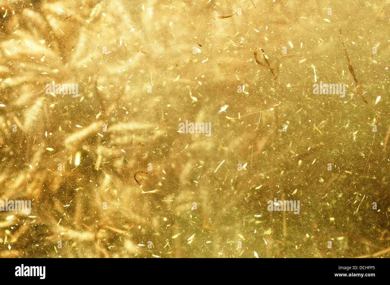 Wheat harvesting. Grains and particles of wheat exploding around during ...