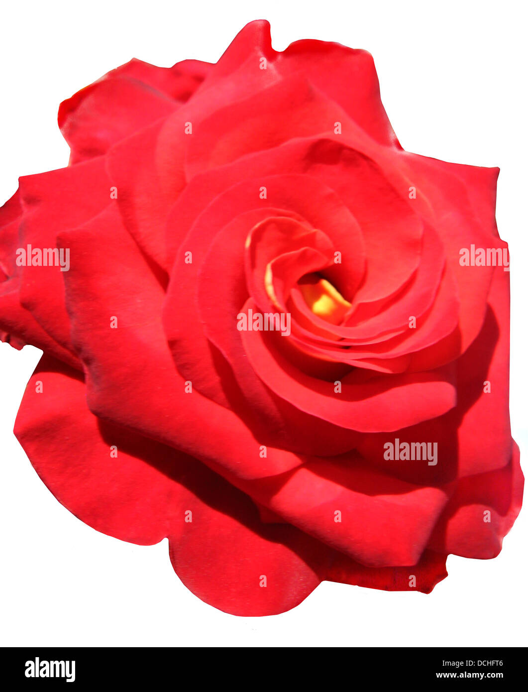 a beautiful flower of red rose isolated on the white background Stock ...