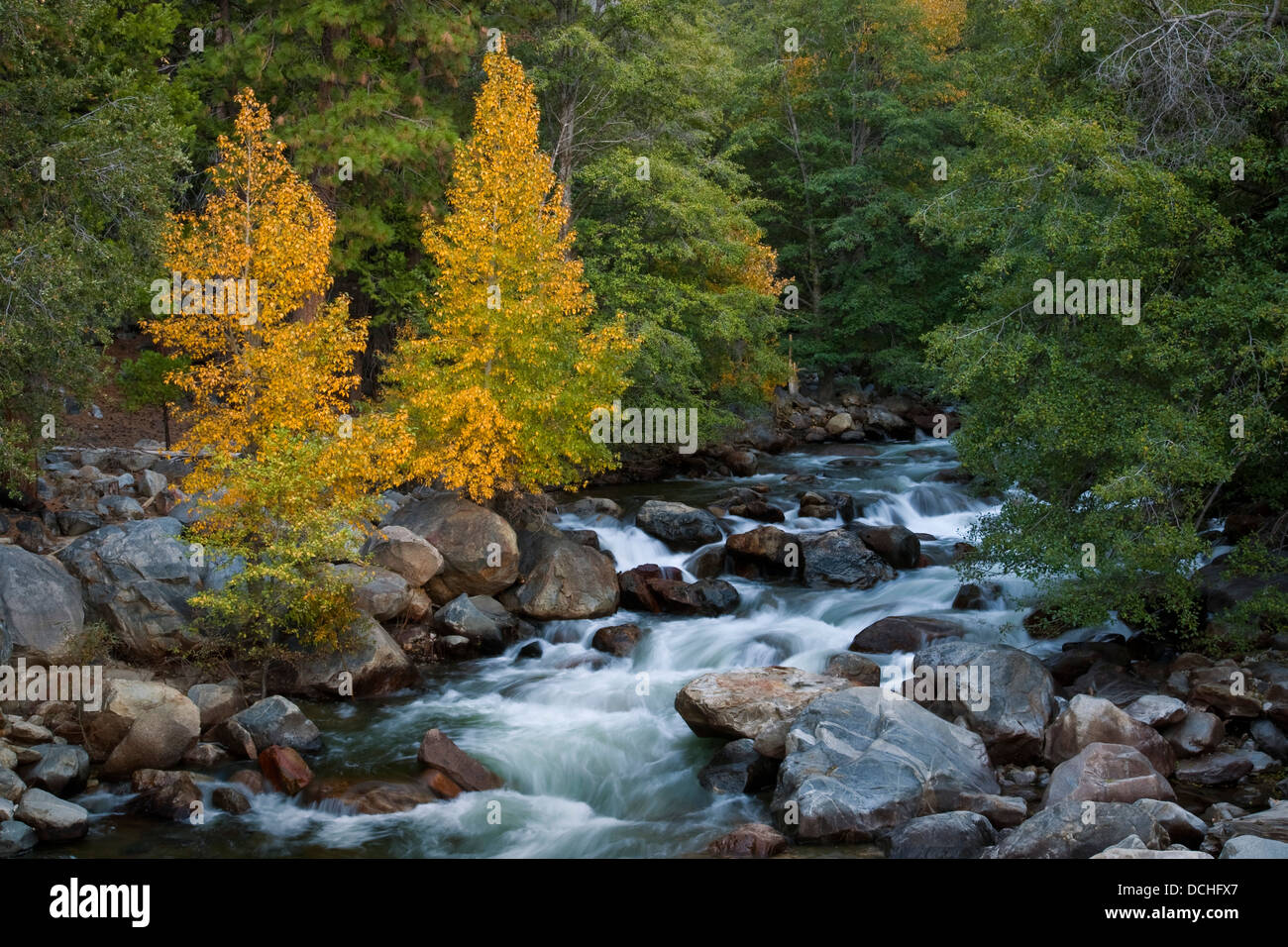 Aspen trees in fall next to creek, near Cedar Grove, Kings Canyon ...