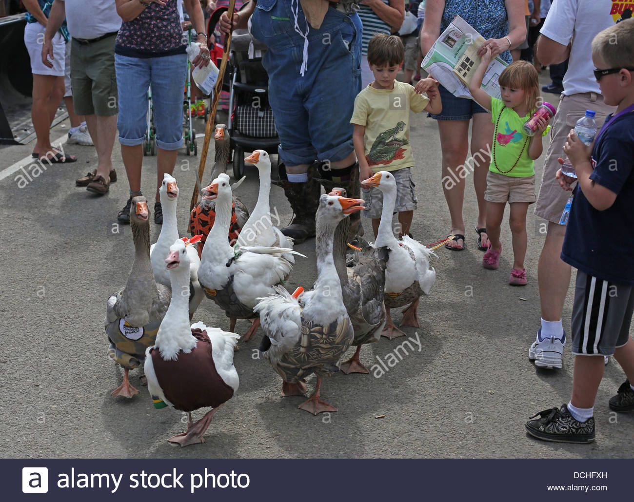 Gaggle Of Geese Stock Photos & Gaggle Of Geese Stock Images - Alamy