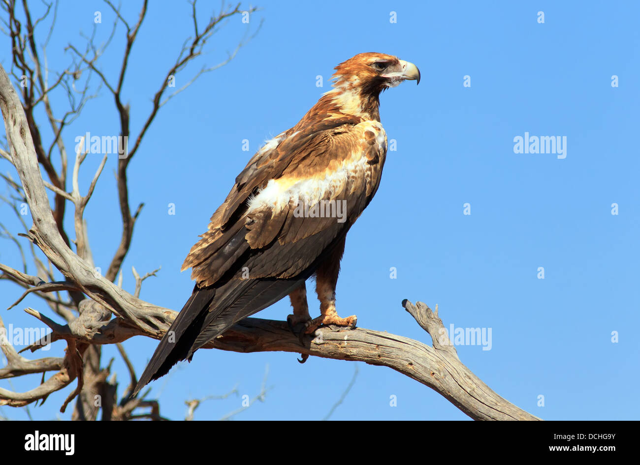 Juvenile wedge tailed eagle hi-res stock photography and images - Alamy