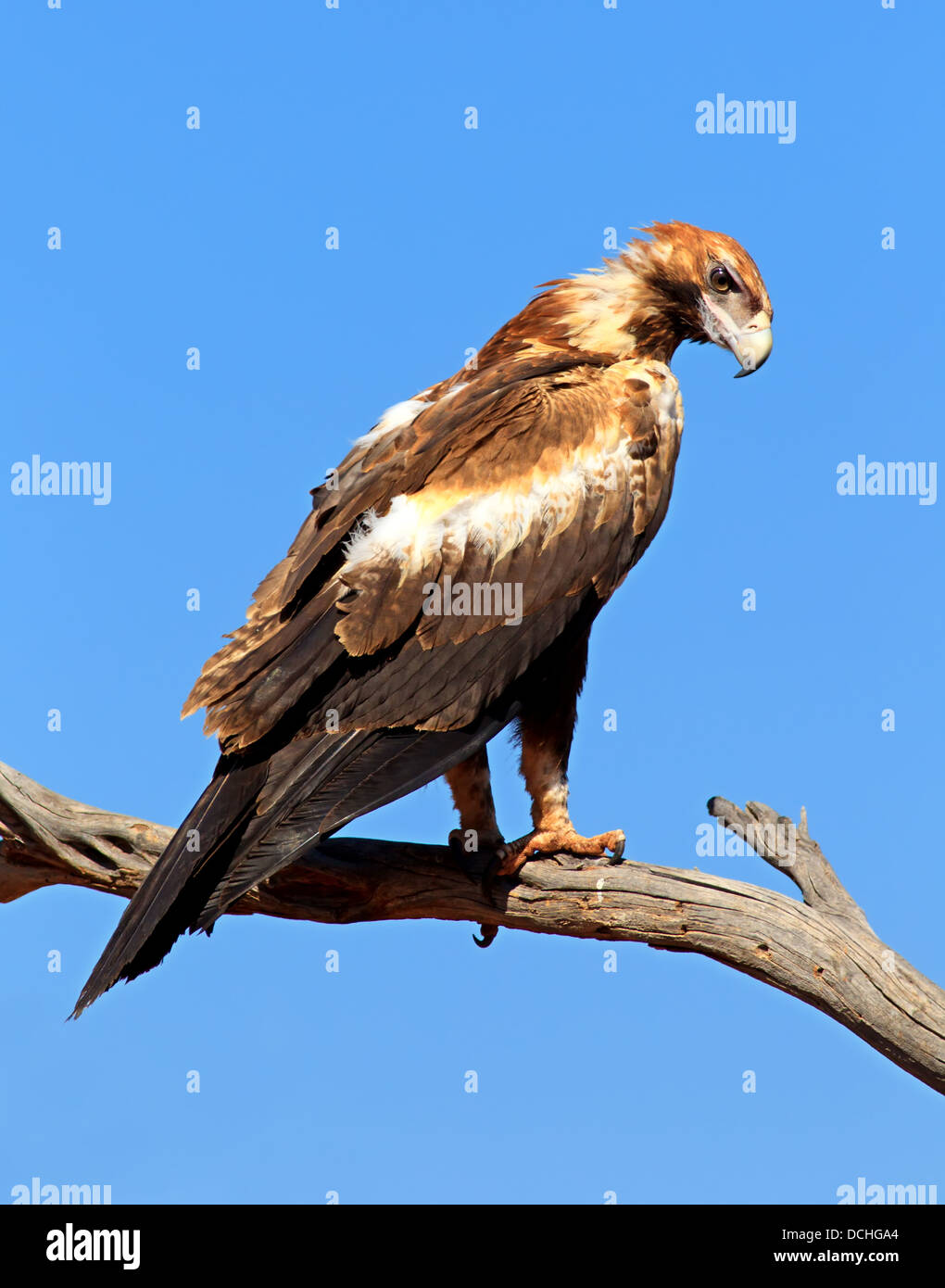 Wedge tailed eagle hi-res stock photography and images - Alamy