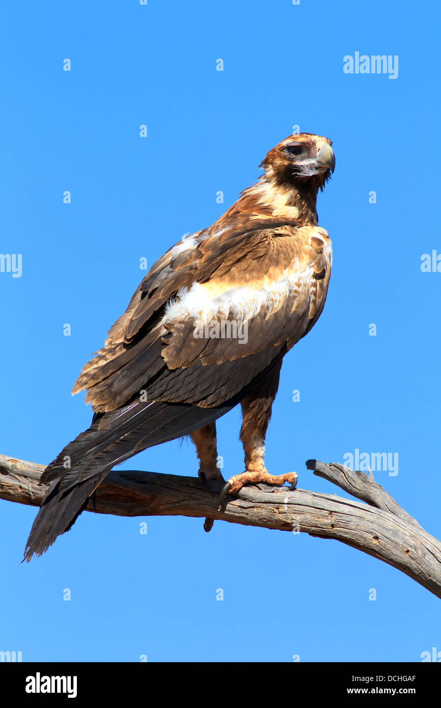 Juvenile wedge tailed eagle hi-res stock photography and images - Alamy
