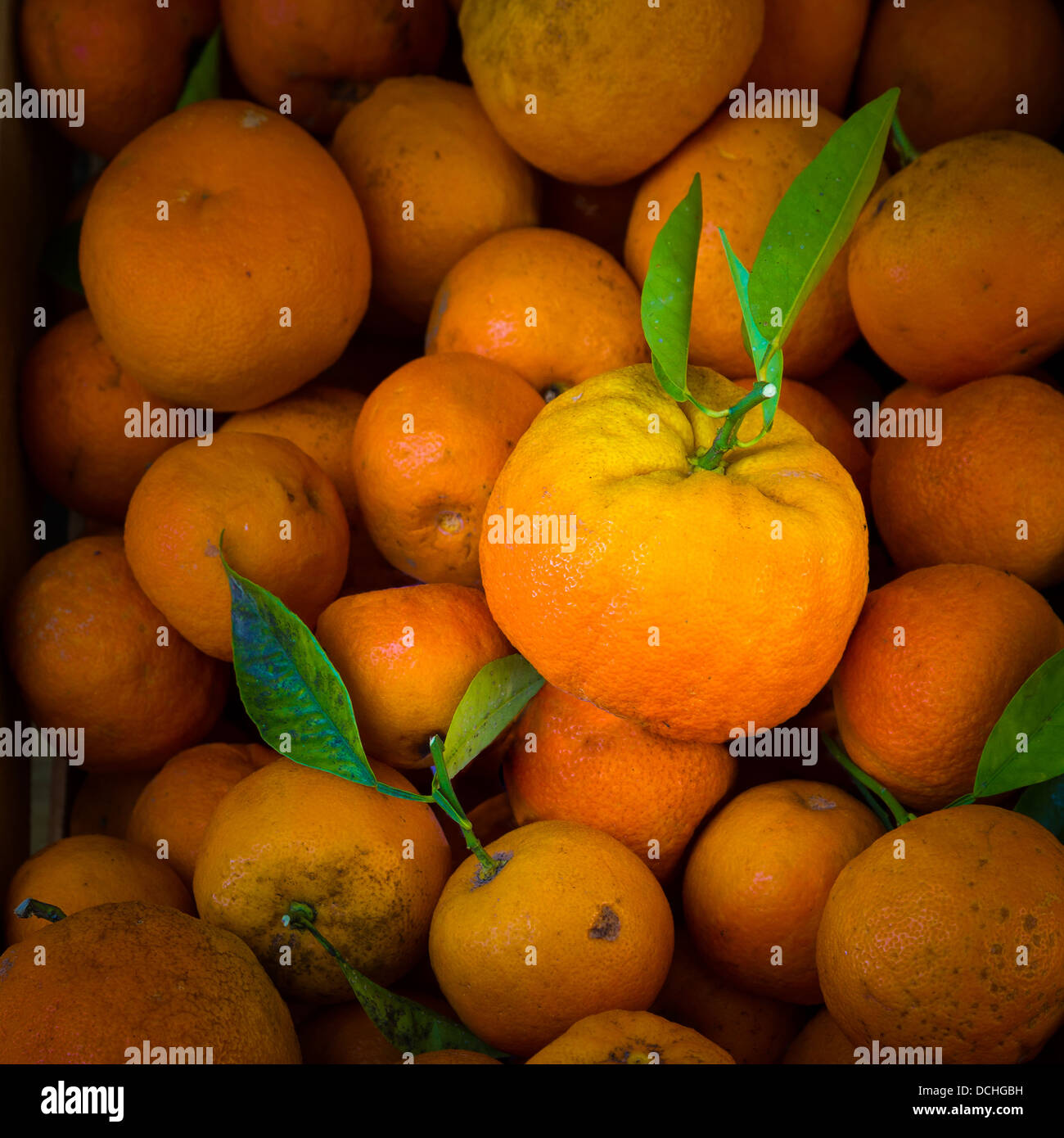 Fresh tree ripe oranges for sale in Saint-Paul-de-Vence in southern ...