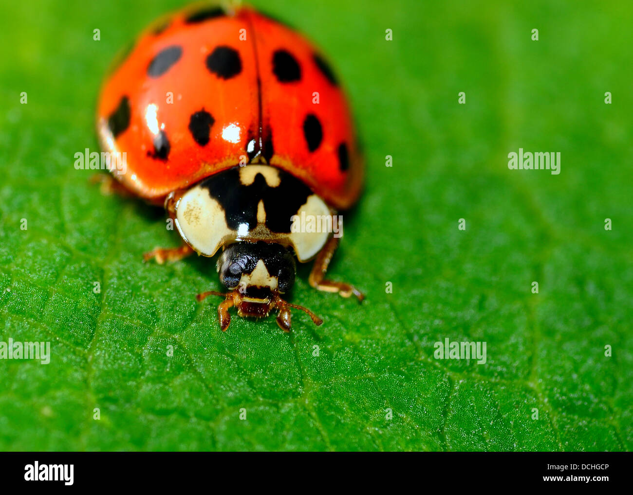 Ladybug insect hi-res stock photography and images - Alamy