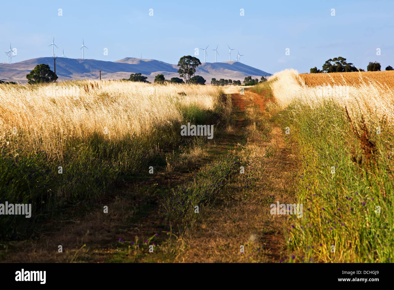 Wheat farming in the mid north of South Australia Stock Photo - Alamy