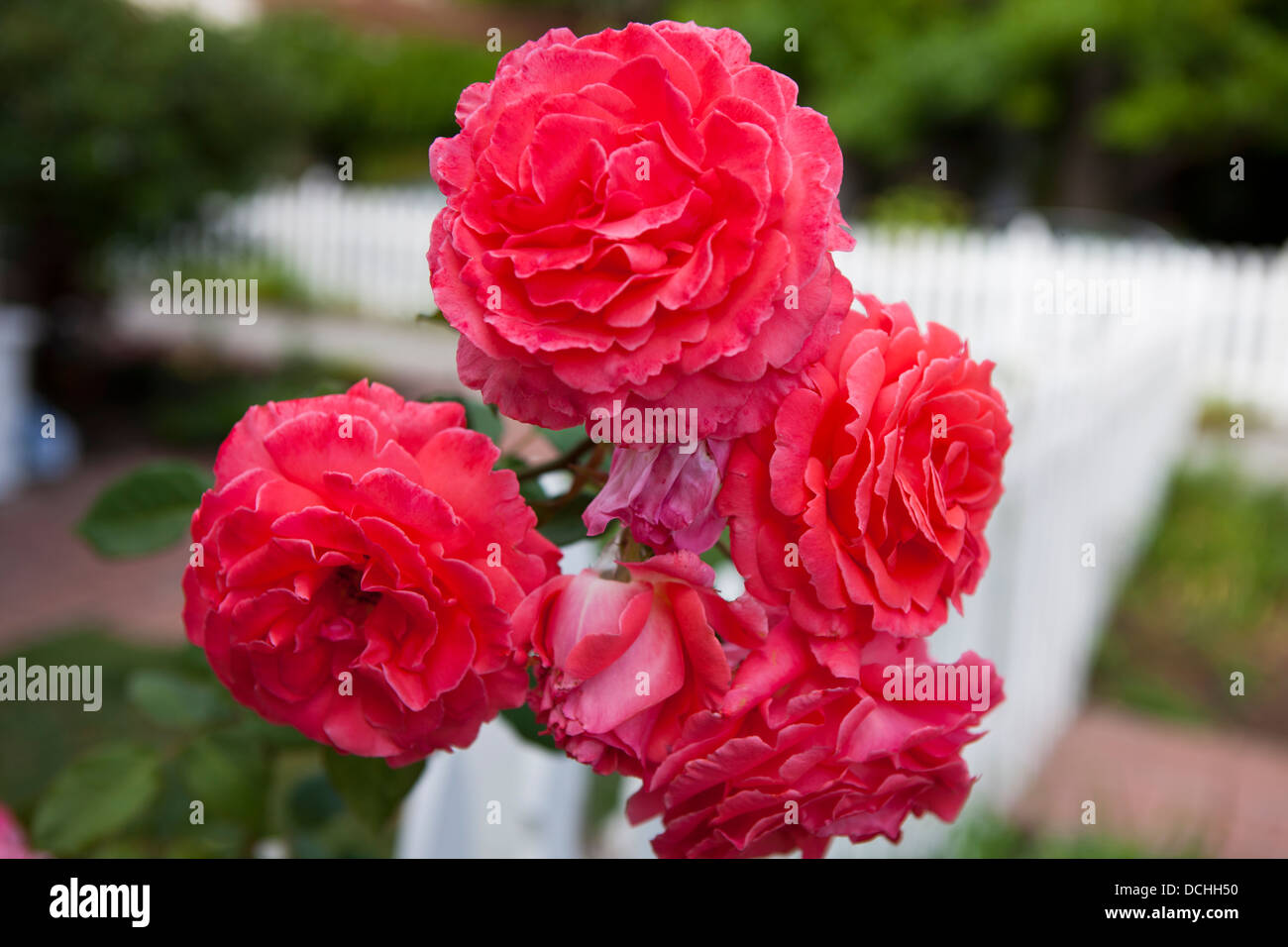 Bunches of pink roses hi-res stock photography and images - Alamy