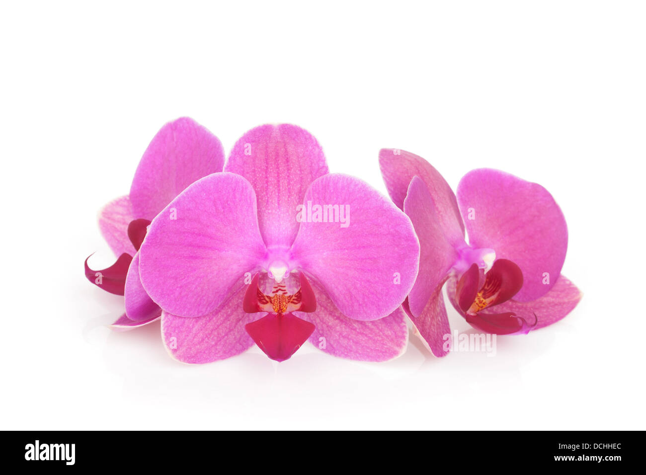 Three violet flowers Cut Out Stock Images & Pictures - Alamy