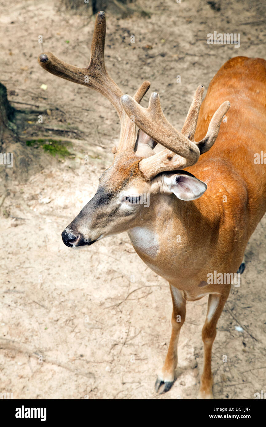 Buck in the forest Stock Photo - Alamy
