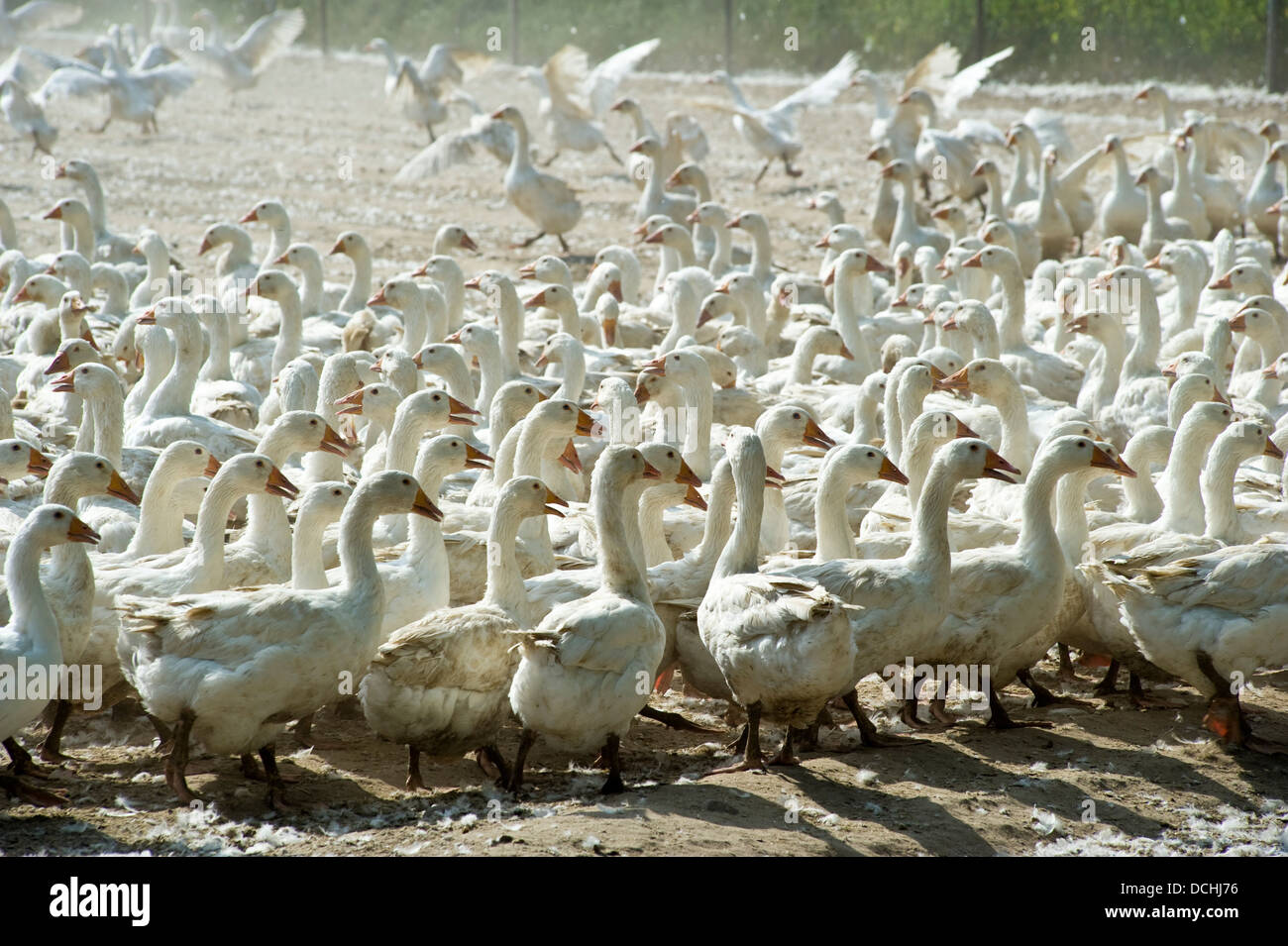 White domestic goose farm in North Eastern Poland Stock Photo - Alamy