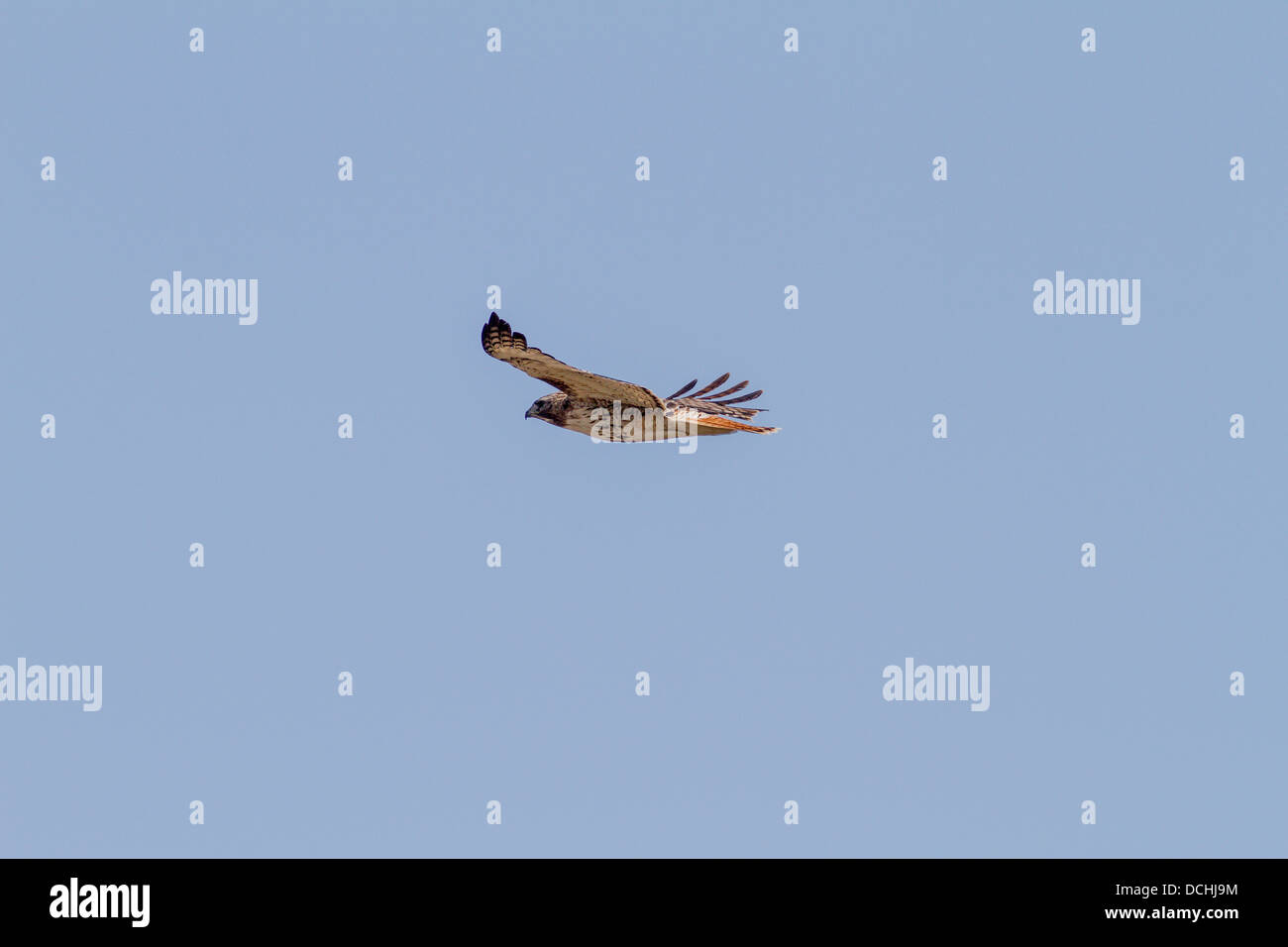British raptors in flight hi-res stock photography and images - Alamy