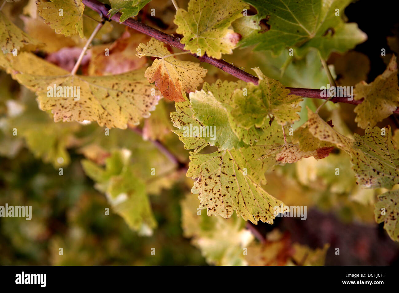 Napa Valley Autumn Colors Stock Photo - Alamy