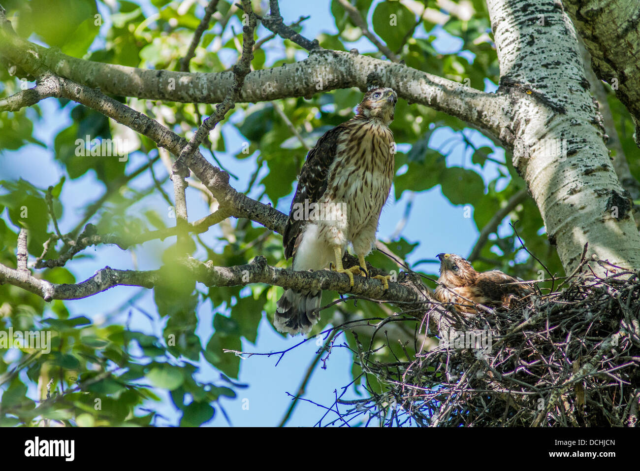 Sharp Shinned Hawk Nest