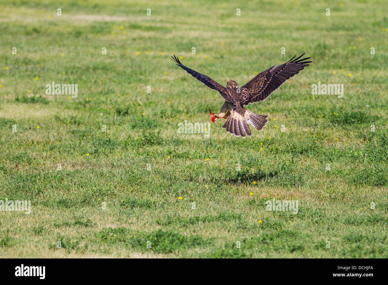 Grabbing the fence hi-res stock photography and images - Alamy