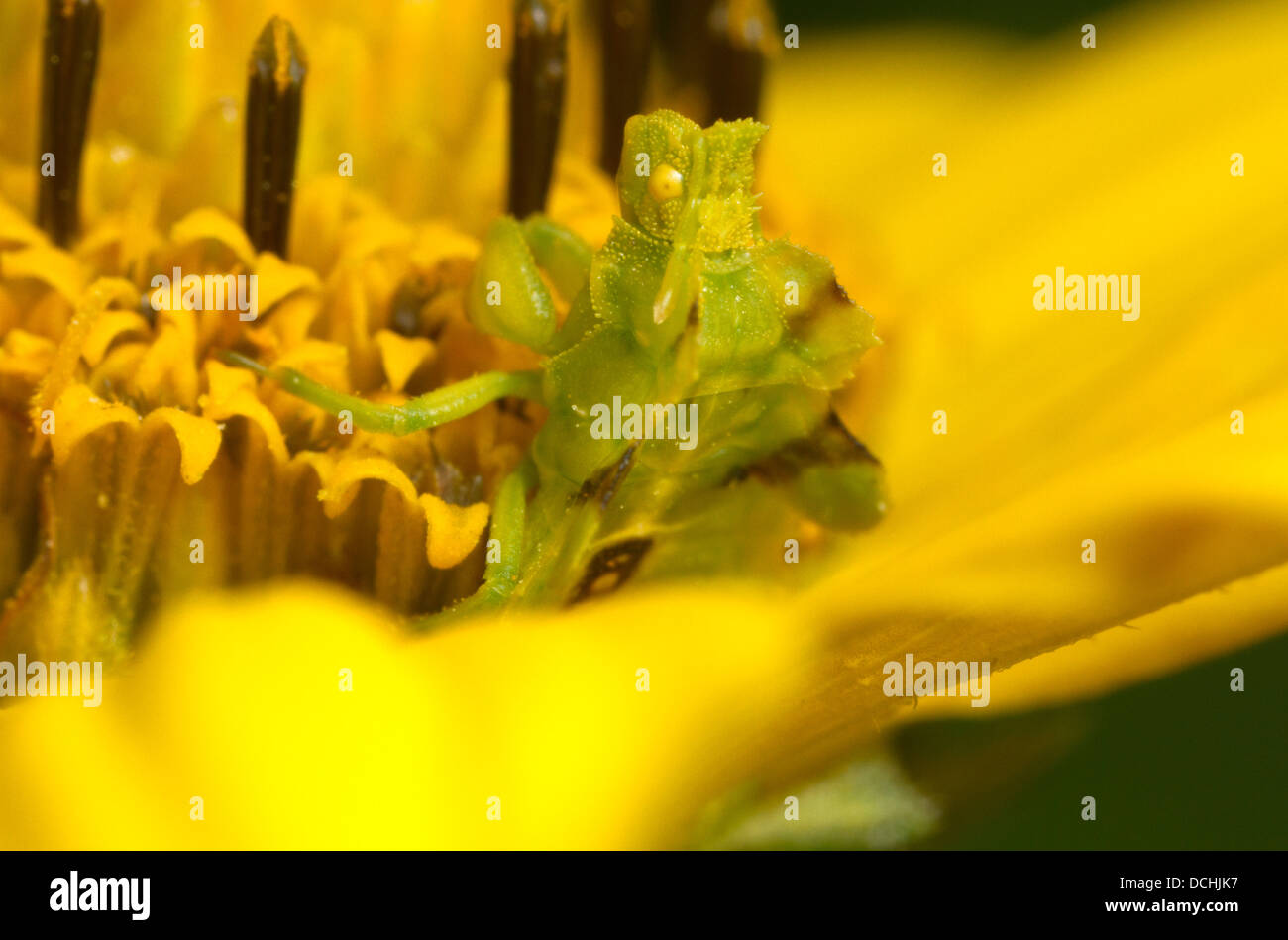 Phymata sp hi-res stock photography and images - Alamy