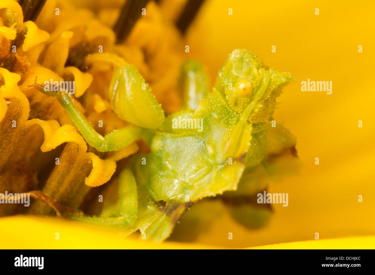 Jagged Ambush bug (Phymata sp.) on yellow flower Stock Photo - Alamy