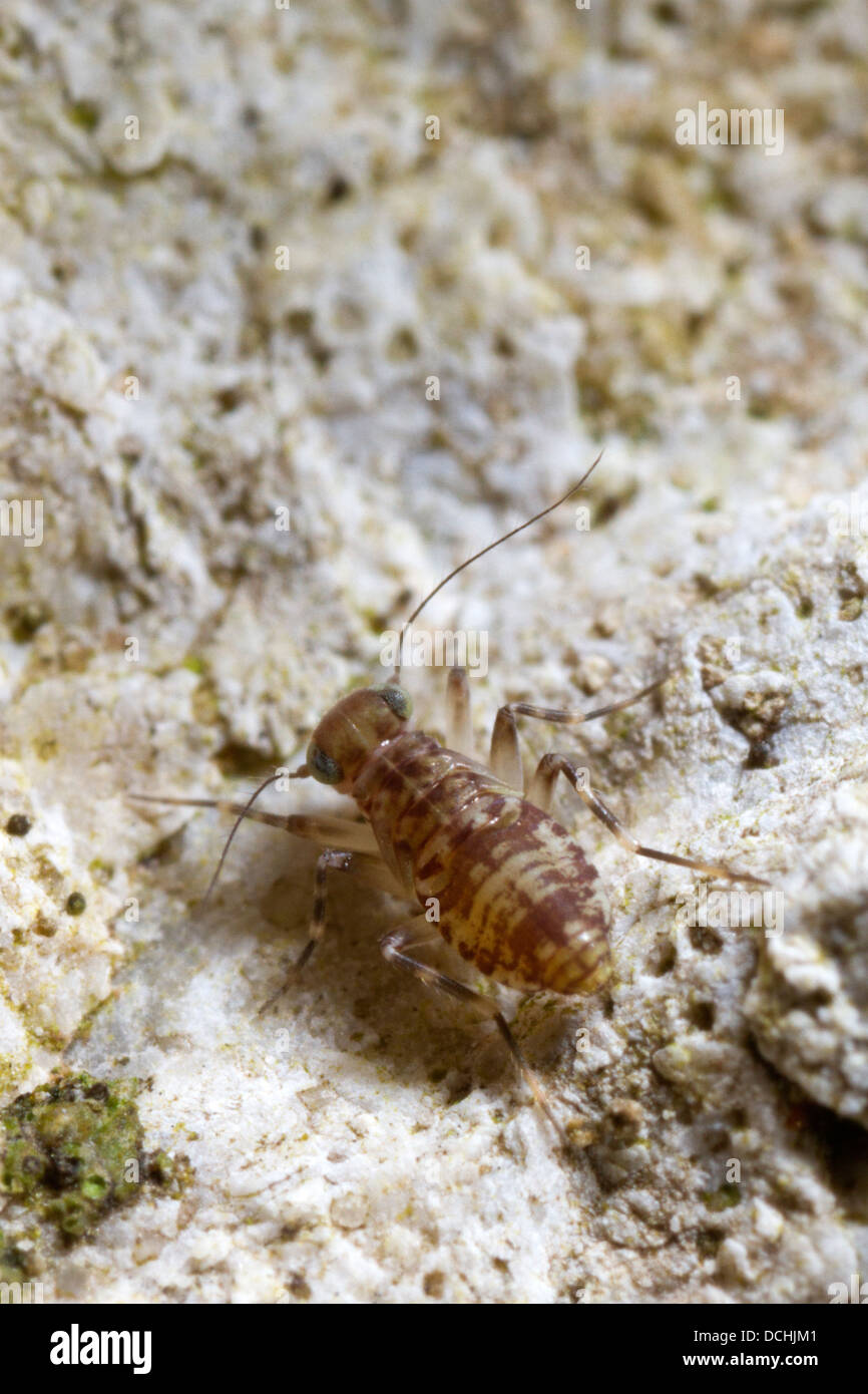 Barklouse (Stimulopalpus japonicas Stock Photo - Alamy