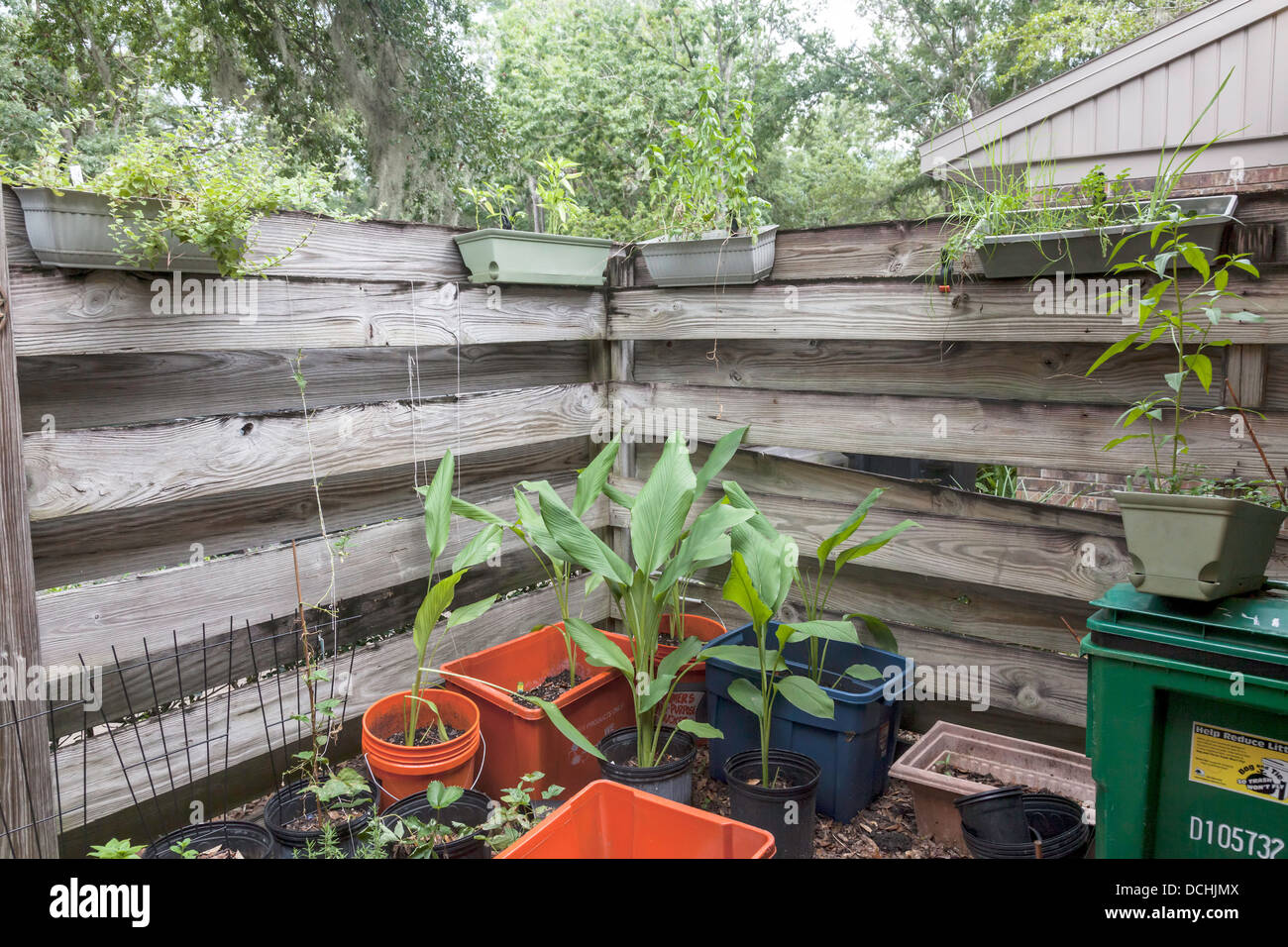 Small suburban patio container garden including herbs, green beans ...