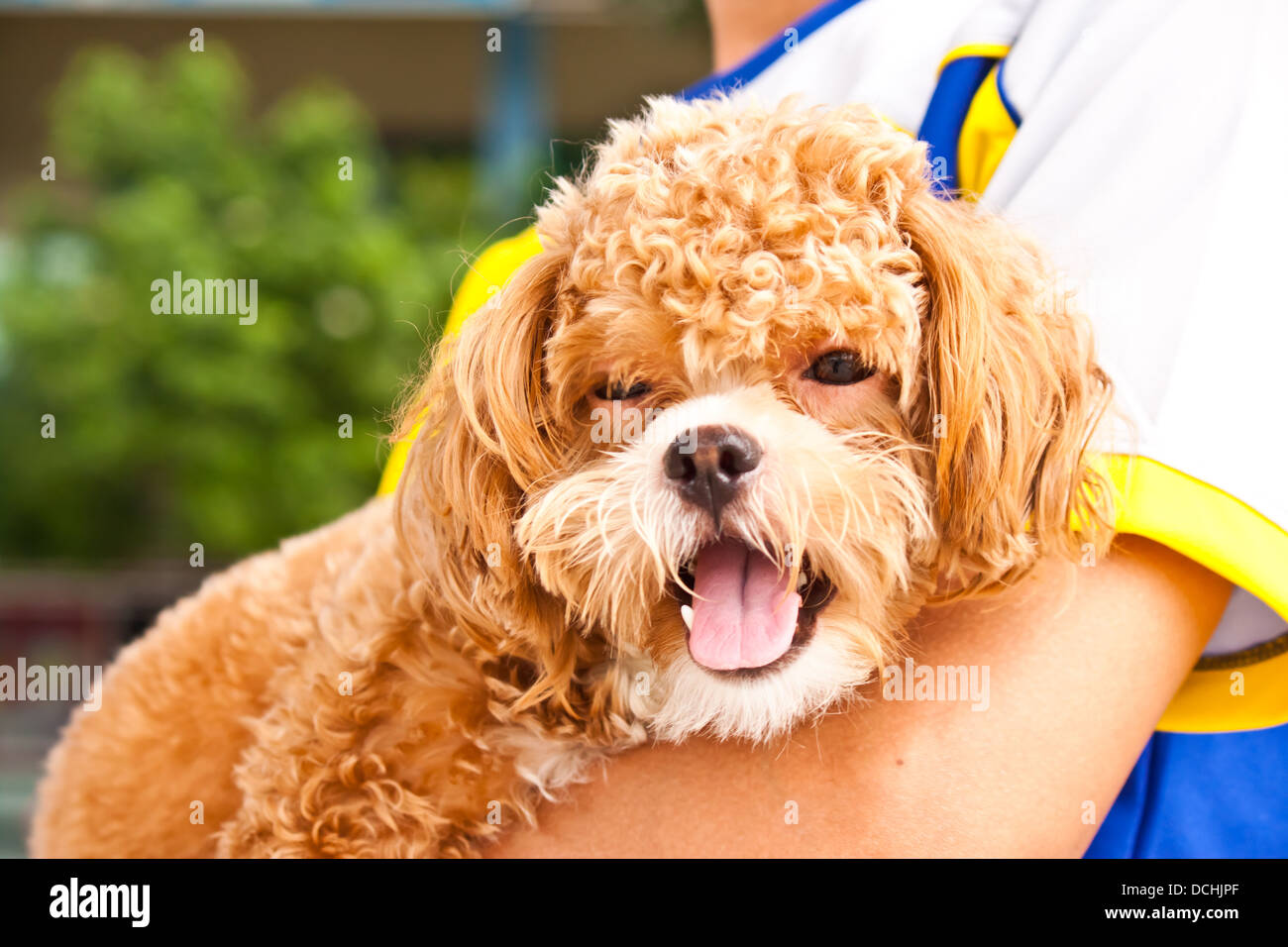 Lovely dog hi-res stock photography and images - Alamy