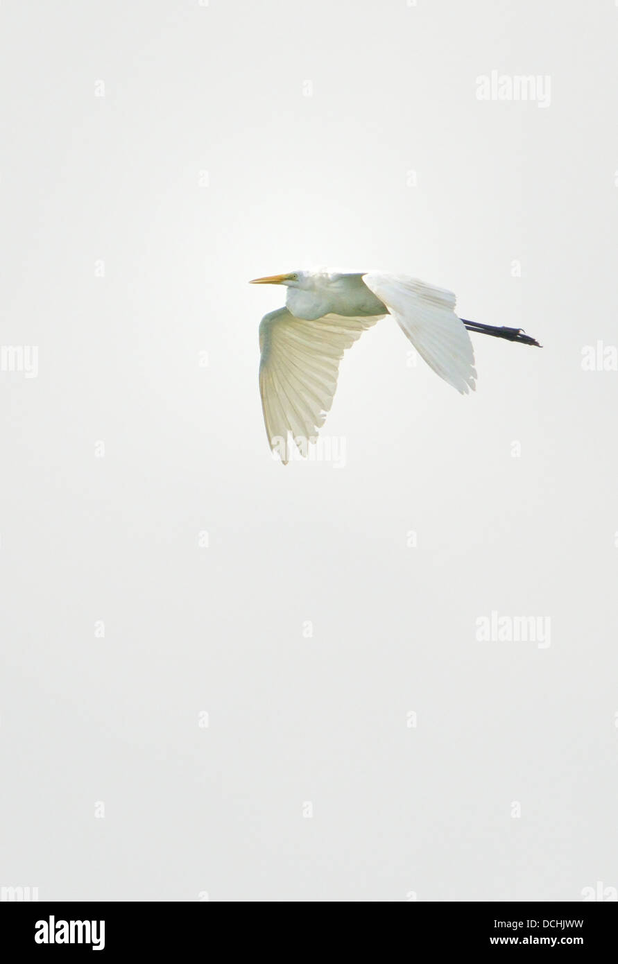 white bird in flight Stock Photo - Alamy