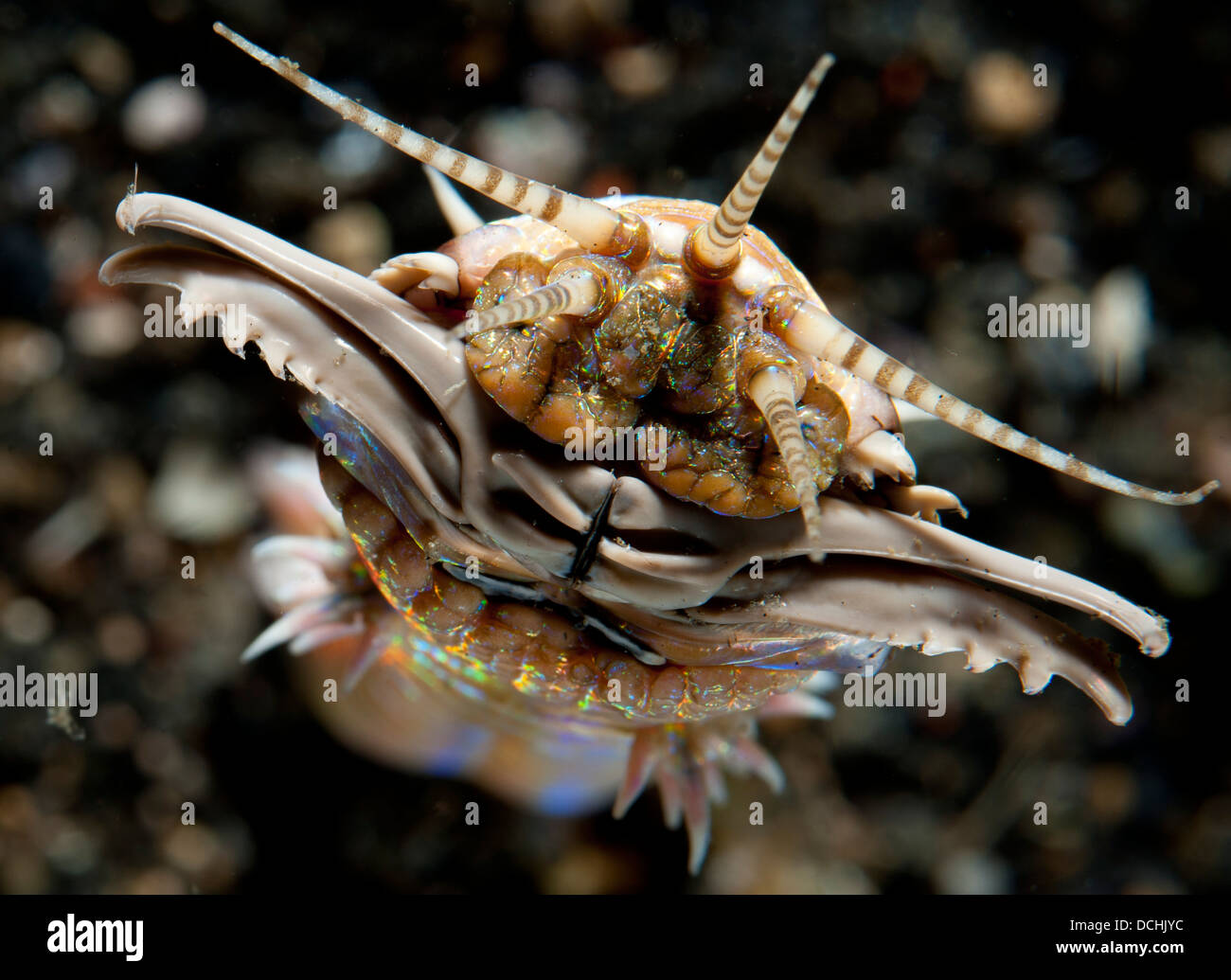 Facial view of the predatory Bobbit worm (Eunice aphroditois), taken in ...