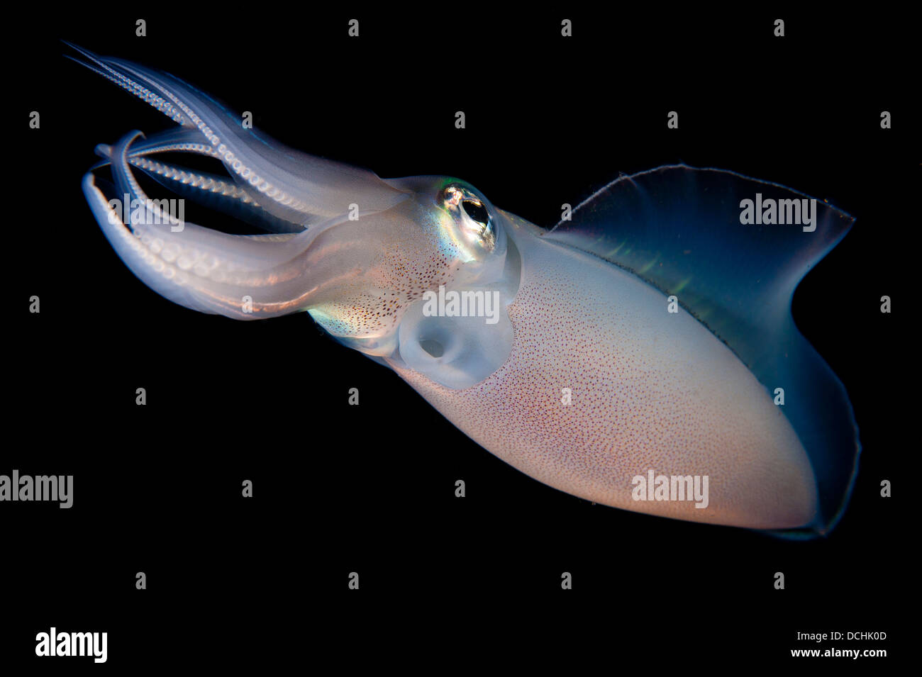 Longfin inshore squid hi-res stock photography and images - Alamy