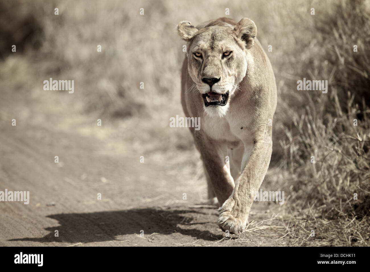 Female lion running. Serengeti National Park . Tanzania Stock Photo - Alamy