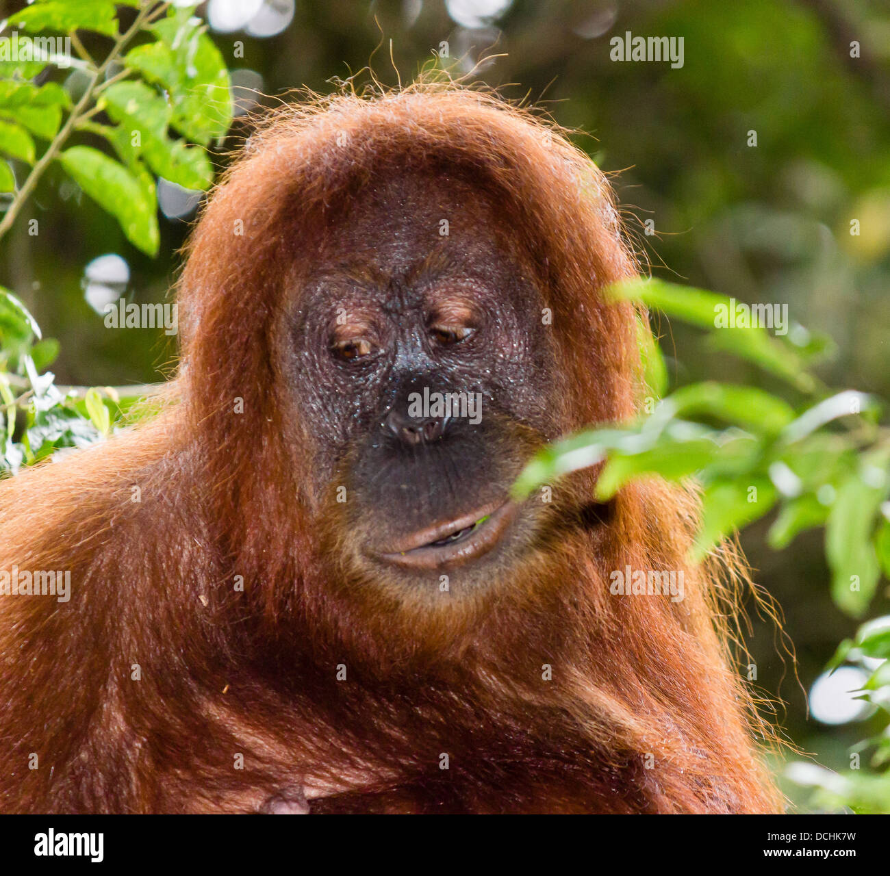 Orangutan pongo pygmaeus female portrait hi-res stock photography and ...