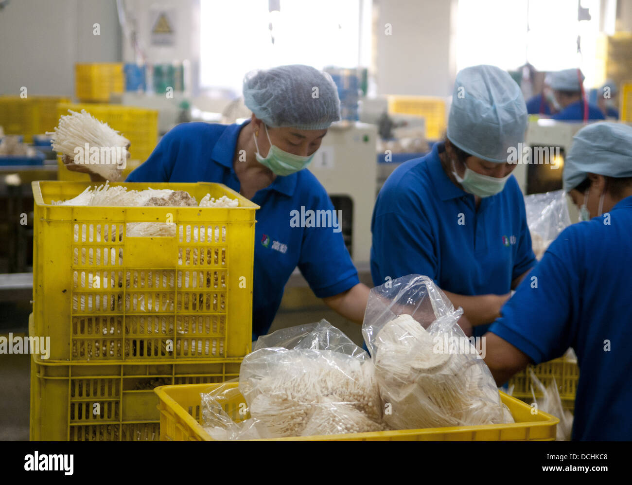 A team of workers sort, trim and package Chinese lily mushrooms at the ...