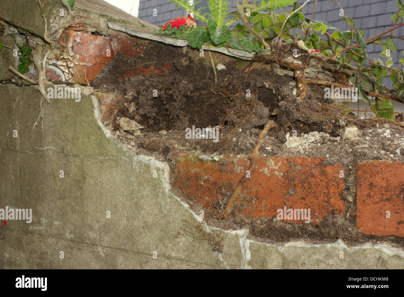 Bramble roots hi-res stock photography and images - Alamy