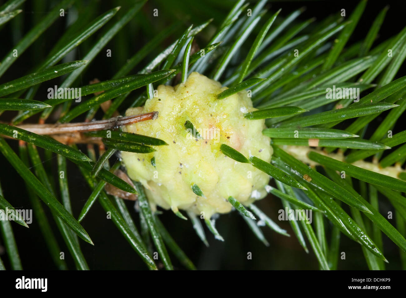 Red larch gall adelgid, Larch adelges, Larch woolly aphid, Ananasgalle ...