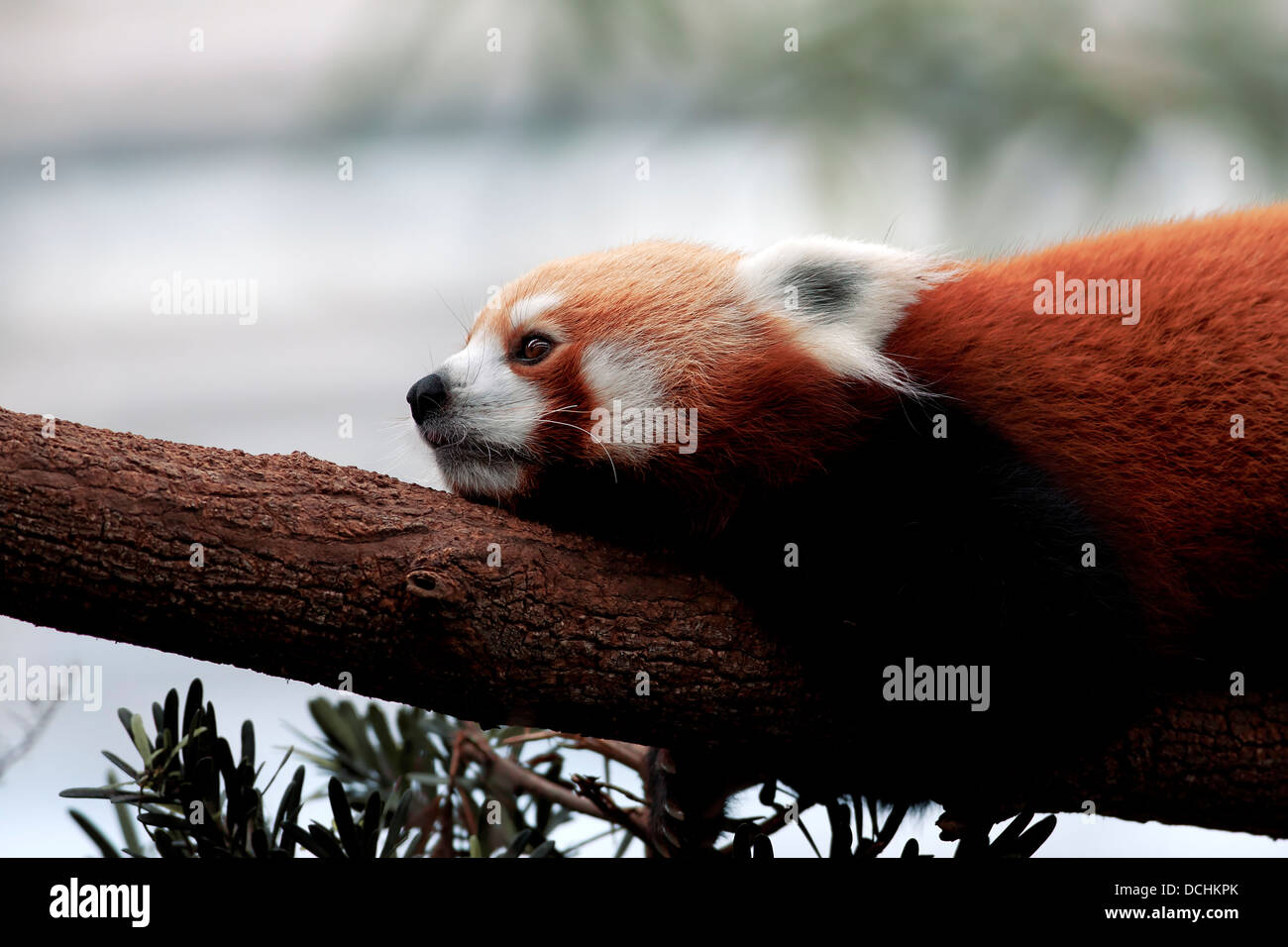 Red panda isolated hi-res stock photography and images - Alamy