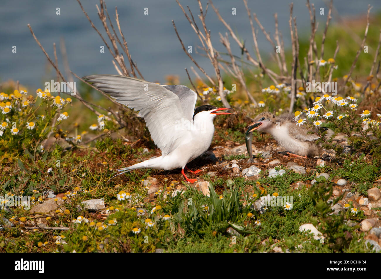 Tern eating fish hi-res stock photography and images - Alamy