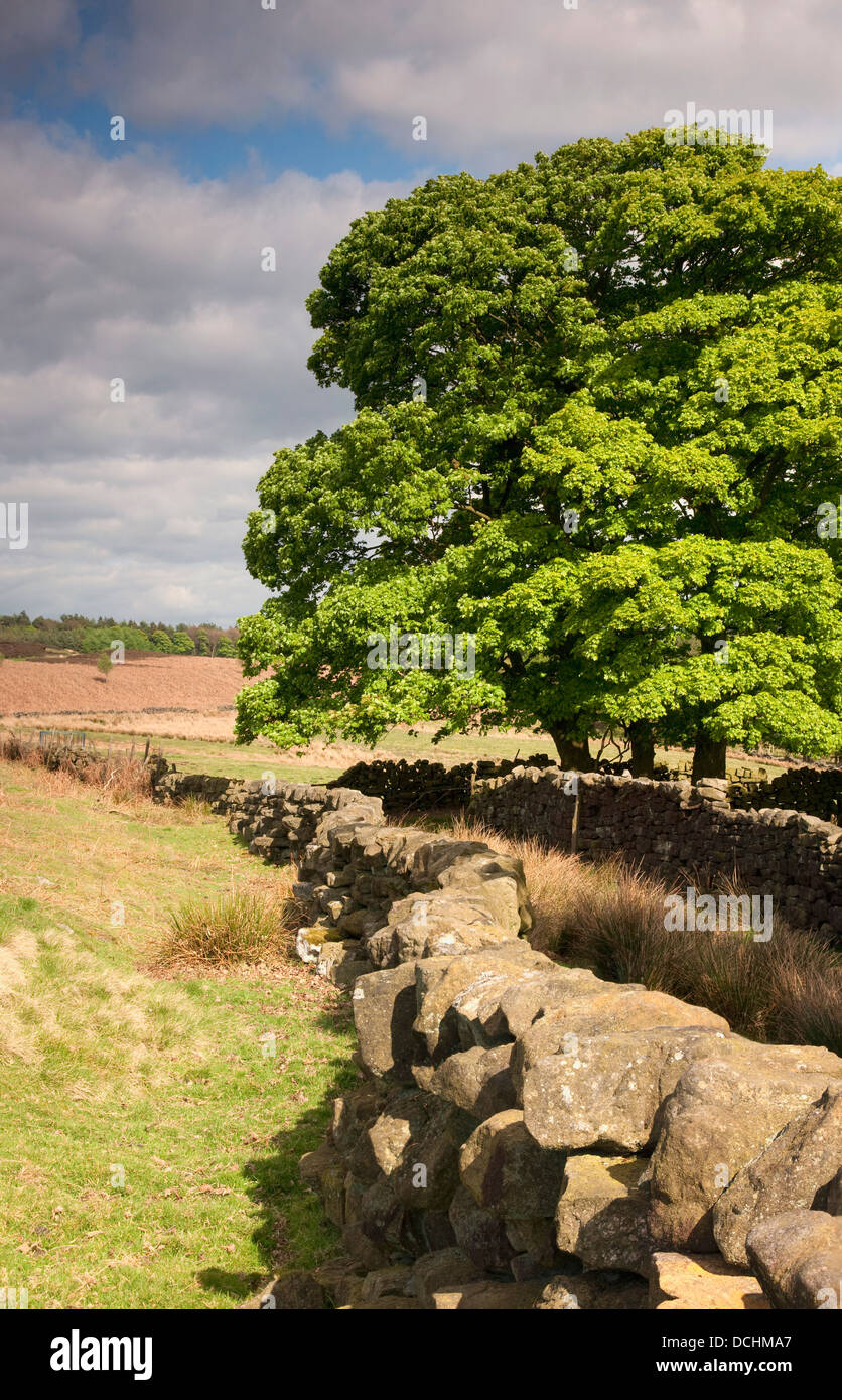 Rural Scene, North Yorkshire, England Stock Photo - Alamy