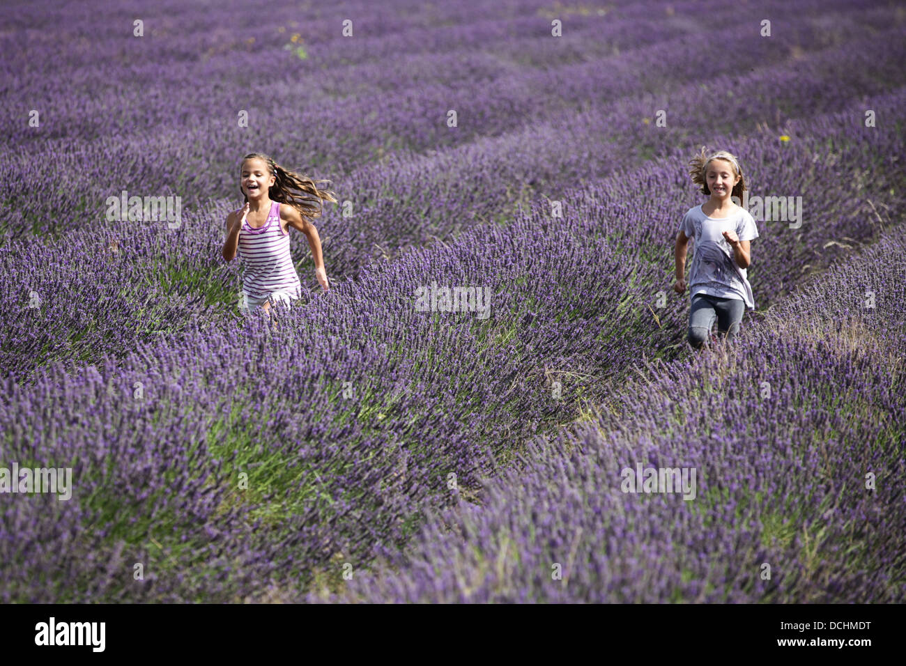 PEOPLE PICKING LAVENDER AT CADWELL FARM,HITCHIN,HERTFORDSHIRE Stock ...