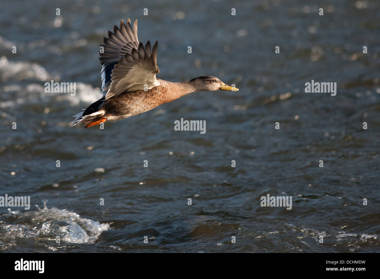 A colour photograph showing a duck flying low over a river Stock Photo ...