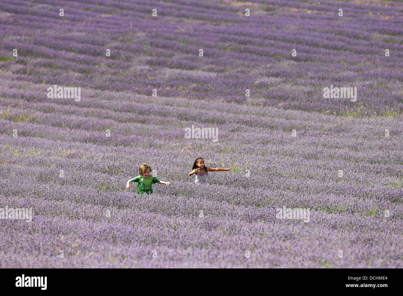 PEOPLE PICKING LAVENDER AT CADWELL FARM,HITCHIN,HERTFORDSHIRE Stock ...