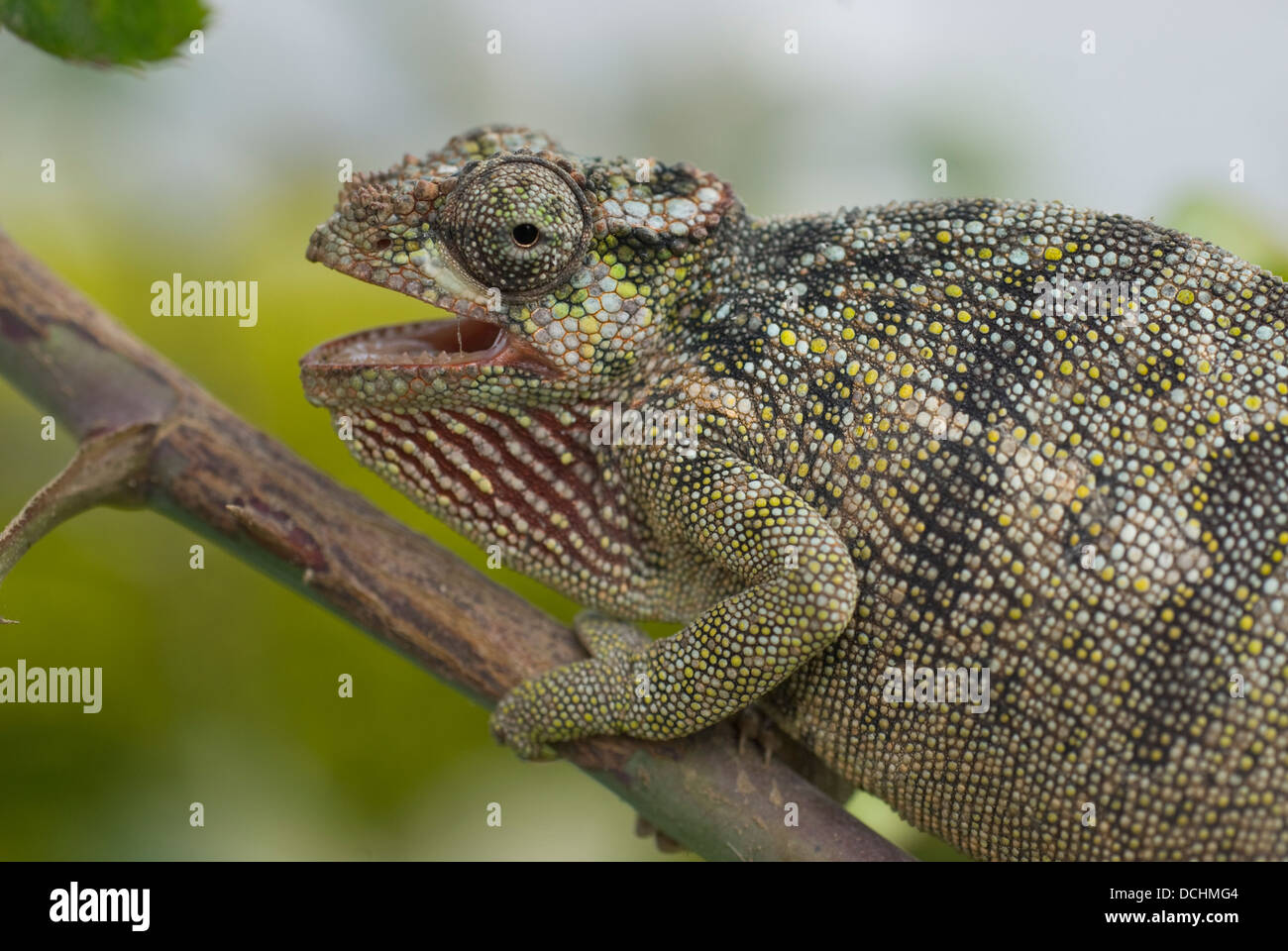 Close up of a Chameleon Stock Photo - Alamy