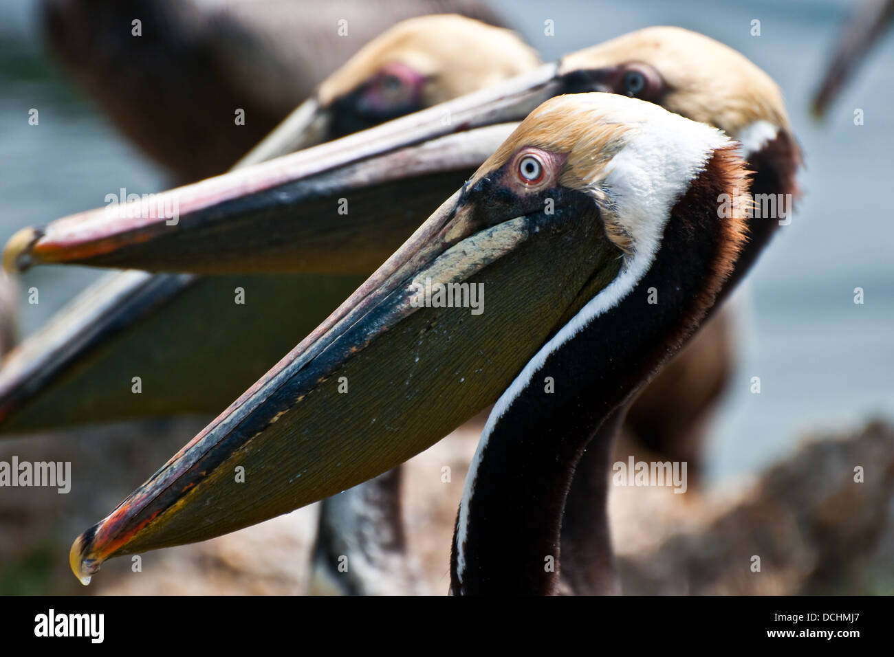 Beautiful colors pelican hi-res stock photography and images - Alamy