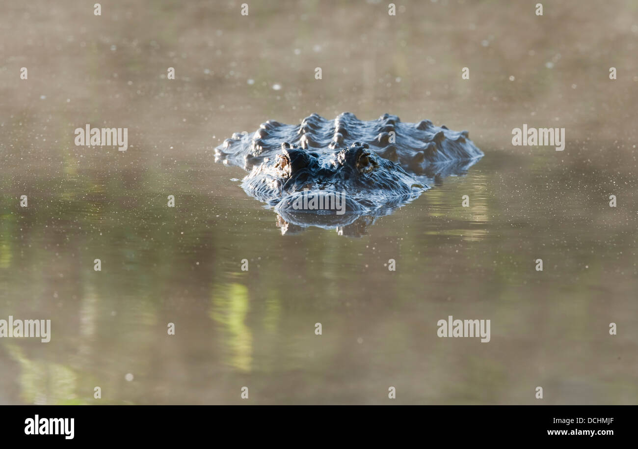 Alligator On Surface Of Water; Florida, Usa Stock Photo - Alamy