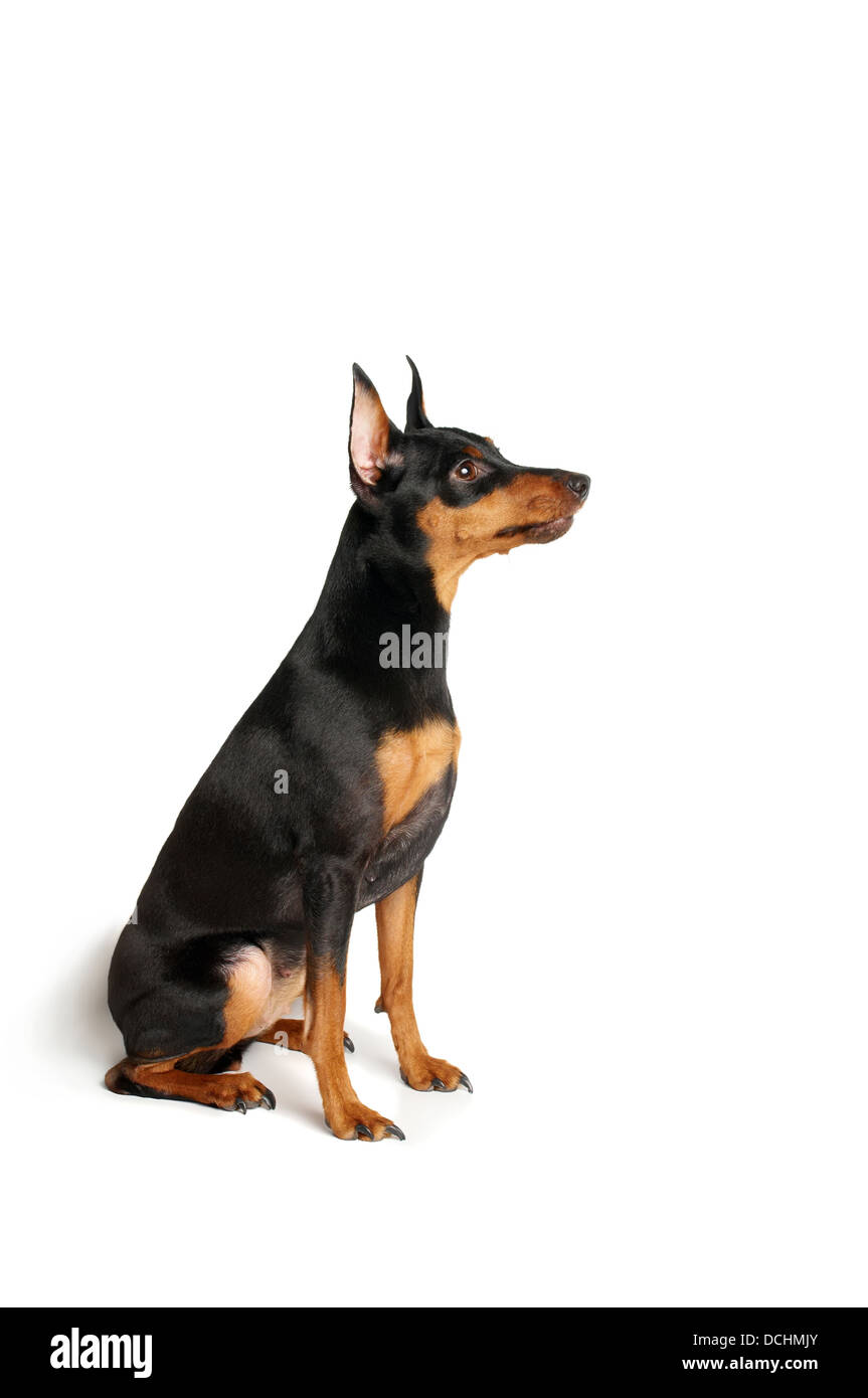 Beautiful Miniature Pinscher sits on white background Stock Photo - Alamy