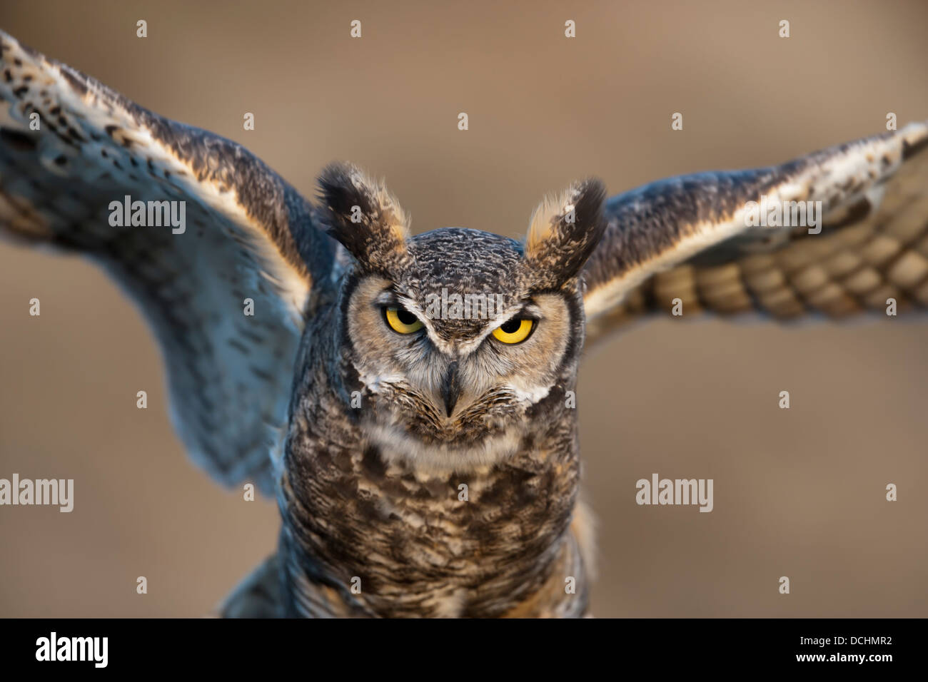 Great-Horned Owl (Bubo Virginianus) Flapping Wings; Wyoming, United ...