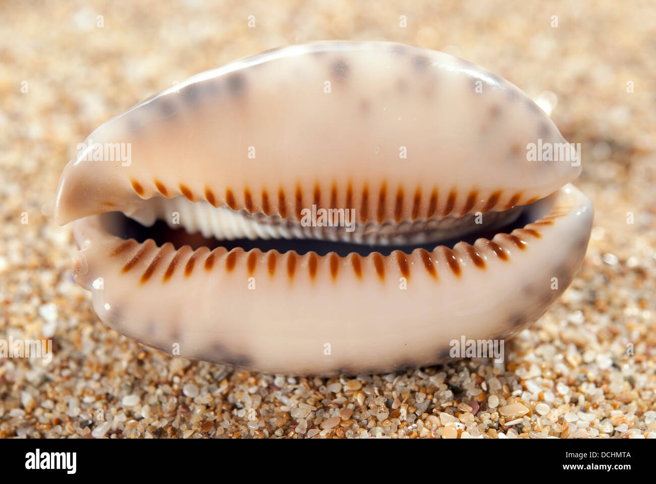 Conch at an exotic beach Stock Photo - Alamy