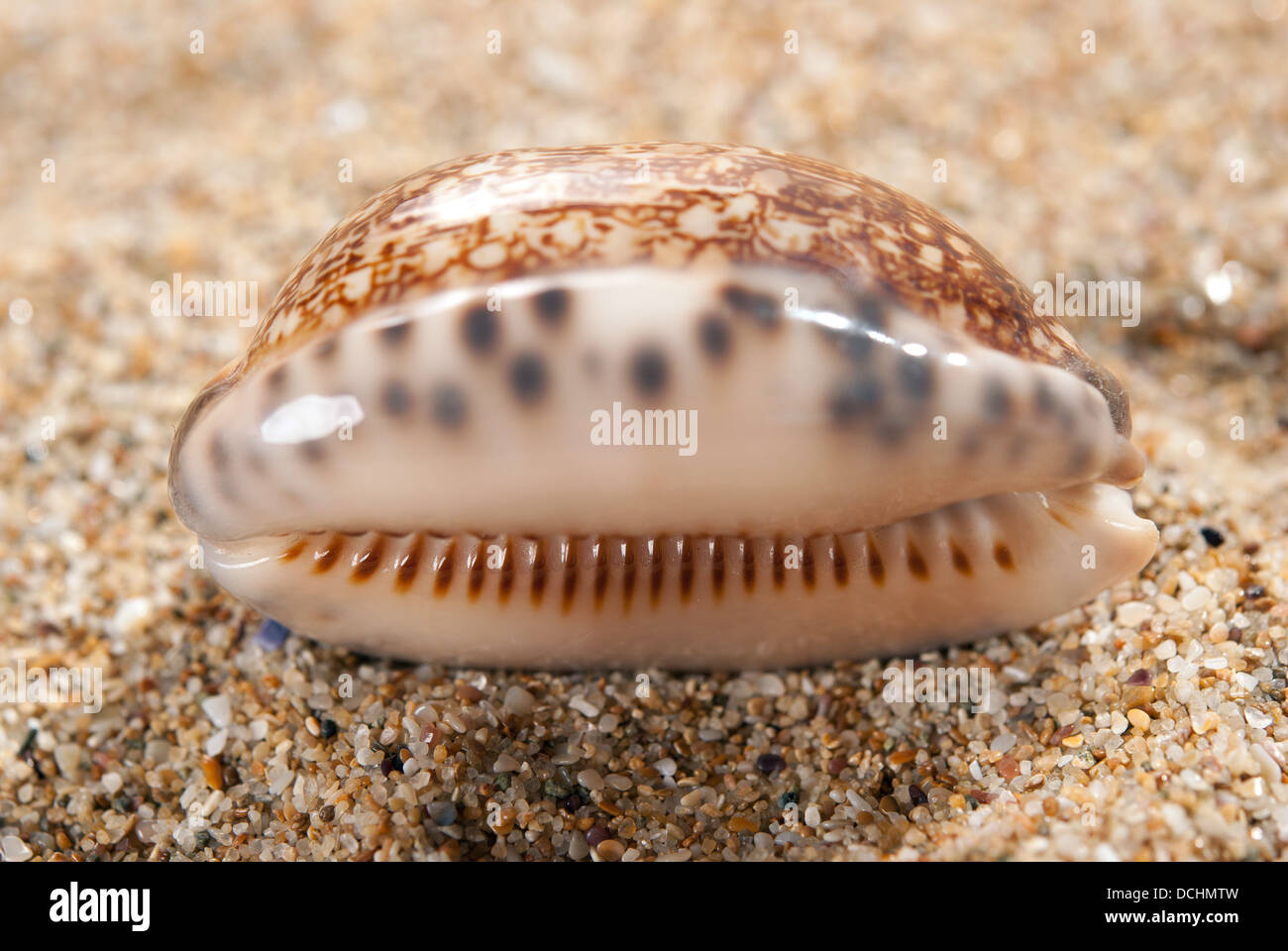 Helmet conch shell hi-res stock photography and images - Alamy