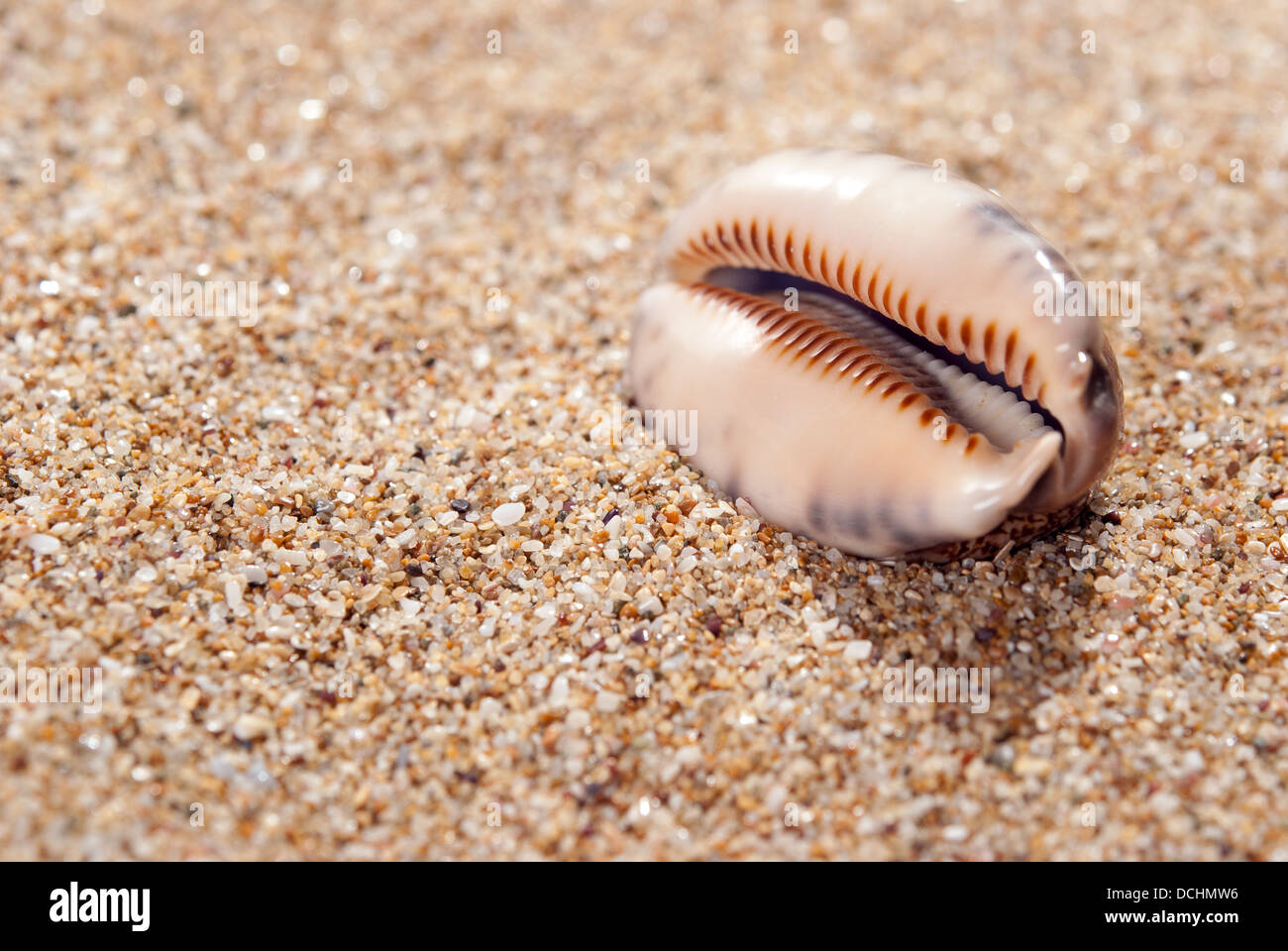 Conch at an exotic beach Stock Photo - Alamy