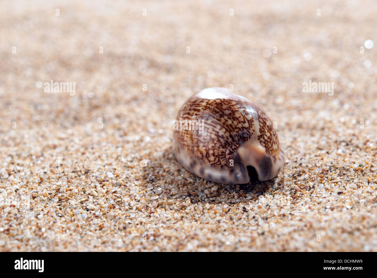 Helmet conch shell hi-res stock photography and images - Alamy