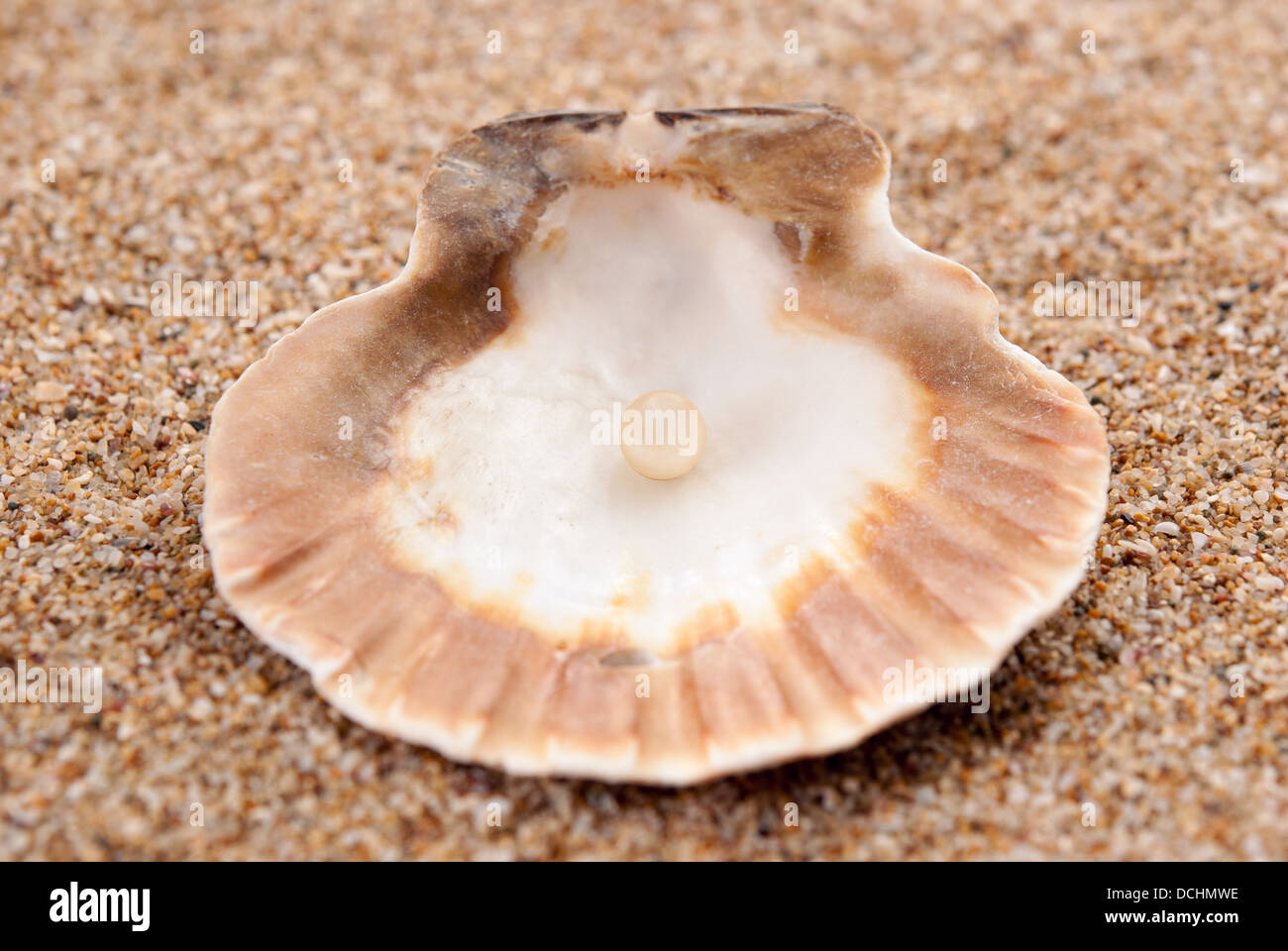 The exotic sea shell . treasure from the sea Stock Photo - Alamy